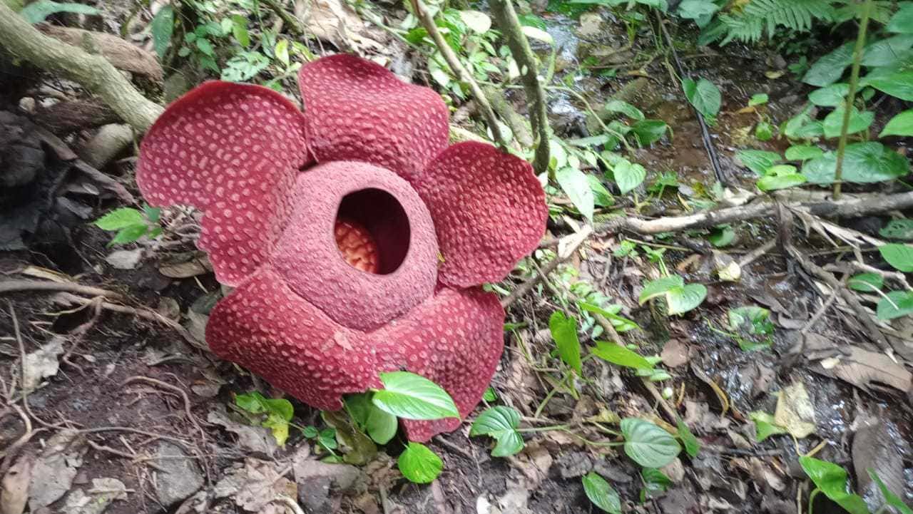 Bunga Rafflesia Arnoldii Mekar di Tanjung Raya Agam - Kata Sumbar