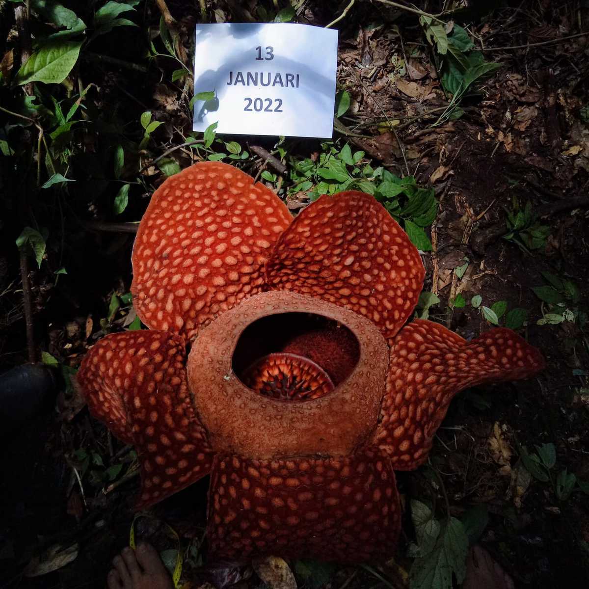 Foto-foto Bunga Rafflesia Arnoldii Mekar Sempurna di Palupuah - Kata Sumbar