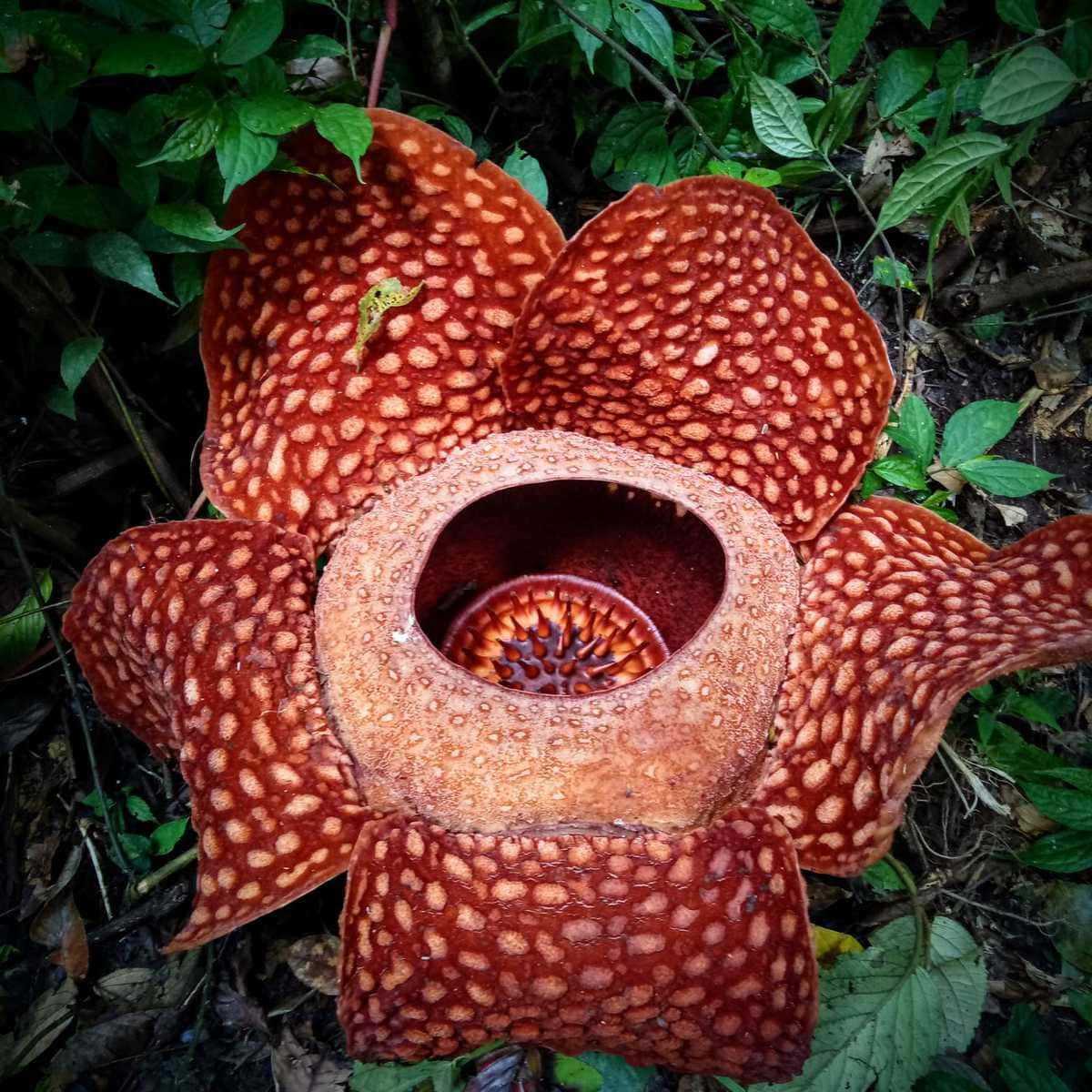 Foto-foto Bunga Rafflesia Arnoldii Mekar Sempurna di Palupuah - Kata Sumbar
