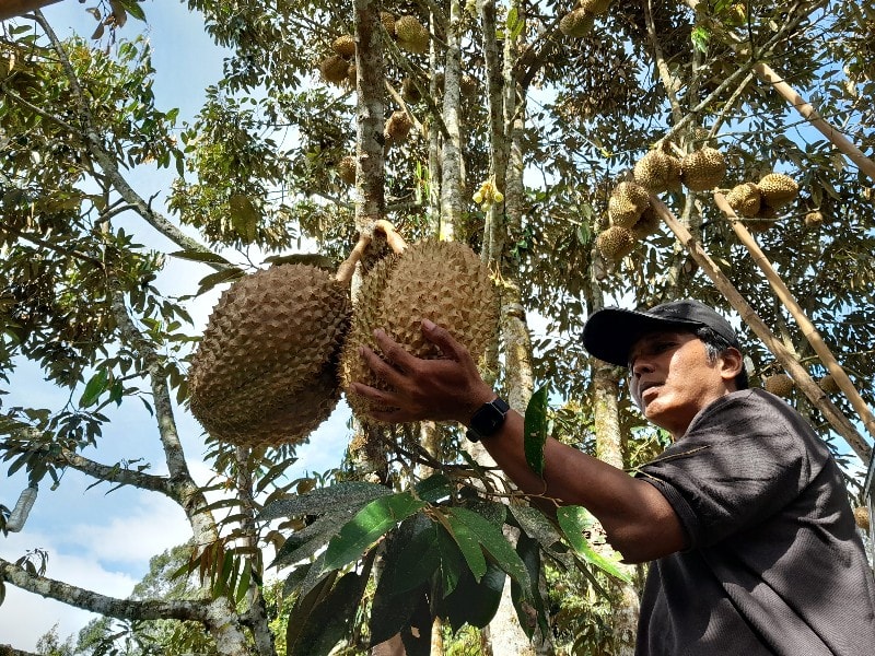 Pria Ini Sukses Budidaya Durian Montong di Magek, Sebutirnya Bisa ...
