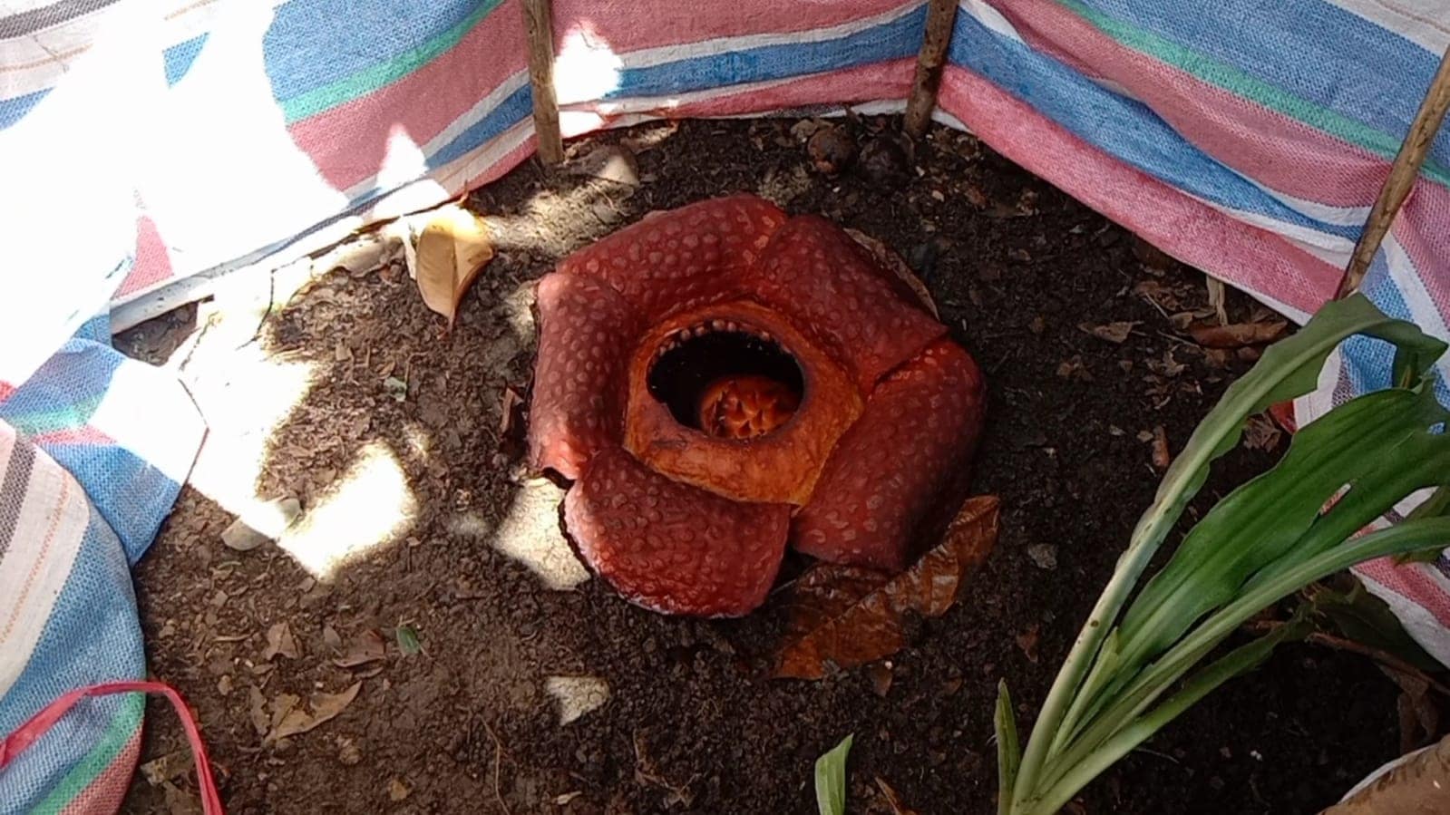 Sempat Bikin Heboh, Ternyata Ini Fakta Kemunculan Bunga Rafflesia di ...