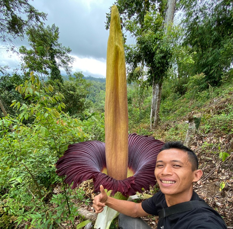 Bunga Bangkai Raksasa Mekar di Palupuah - Kata Sumbar
